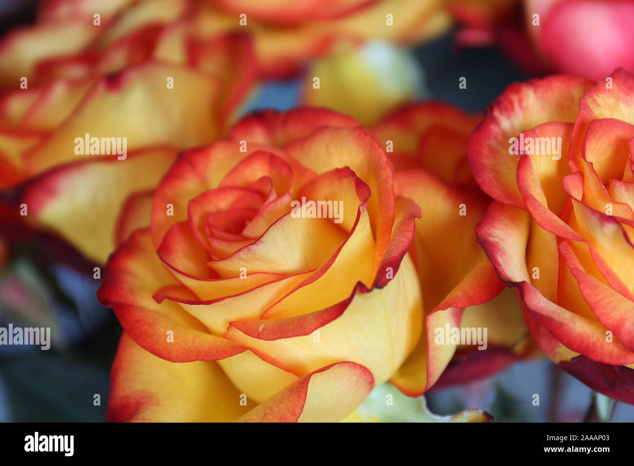 Close up of multi colored Circus Roses, yellow with red and orange tips ...