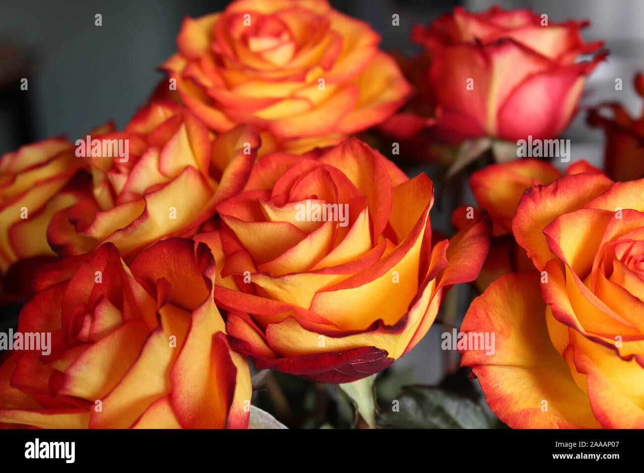 Close up of multi colored Circus Roses, yellow with red and orange tips ...
