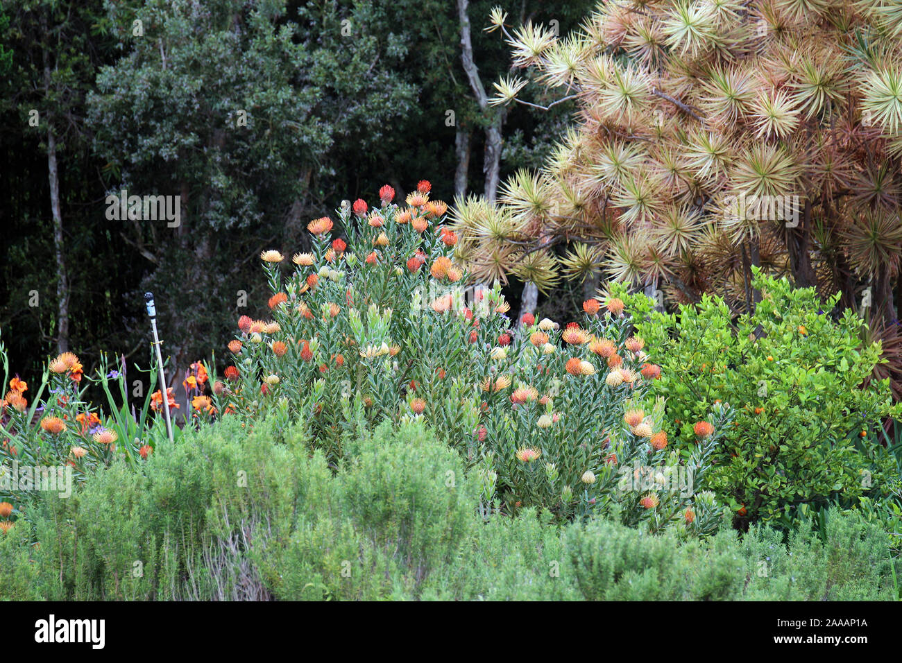 Maui flowers orange red hi-res stock photography and images - Alamy