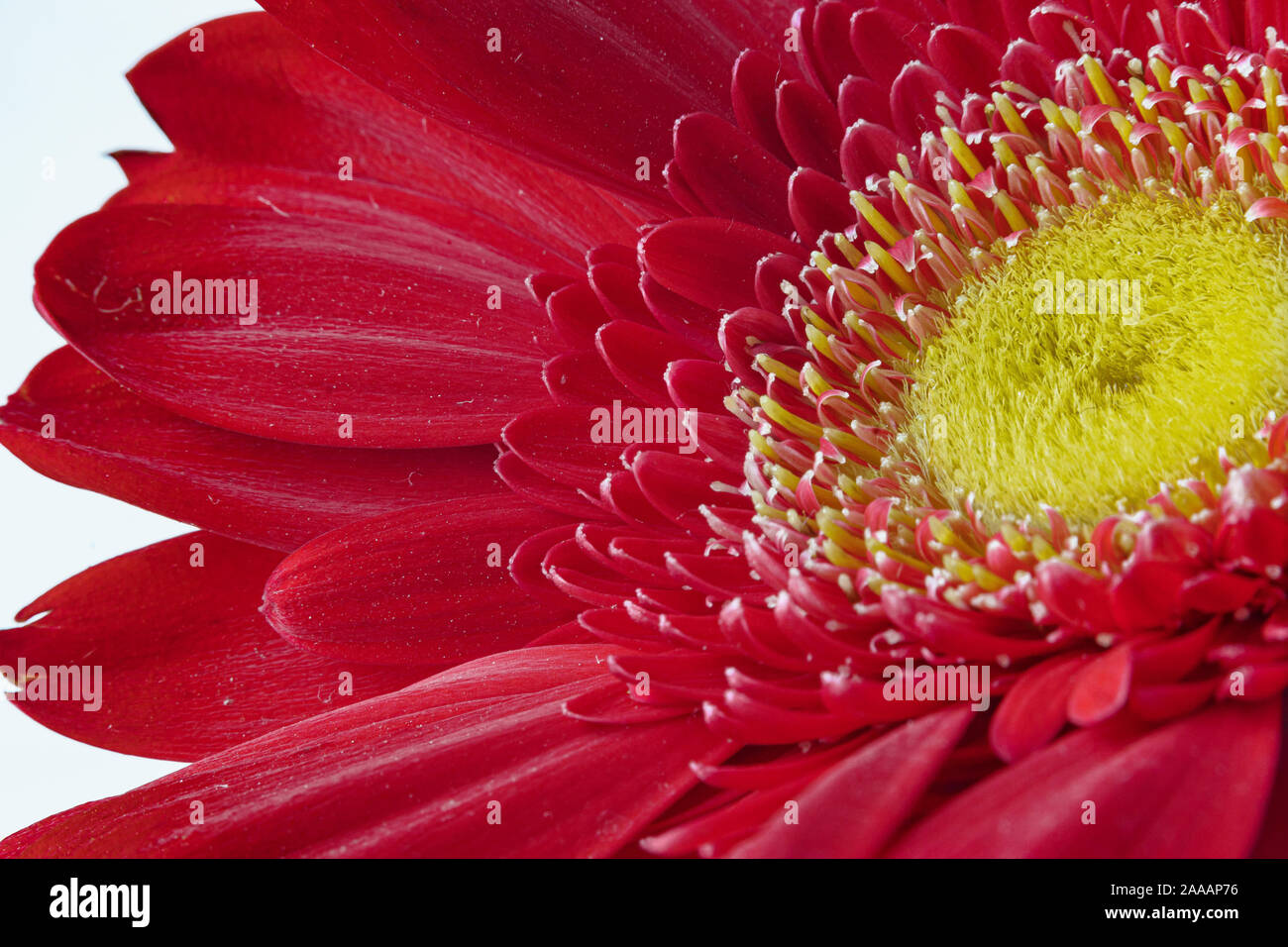 Closeup of a red gerbera with white background Stock Photo - Alamy