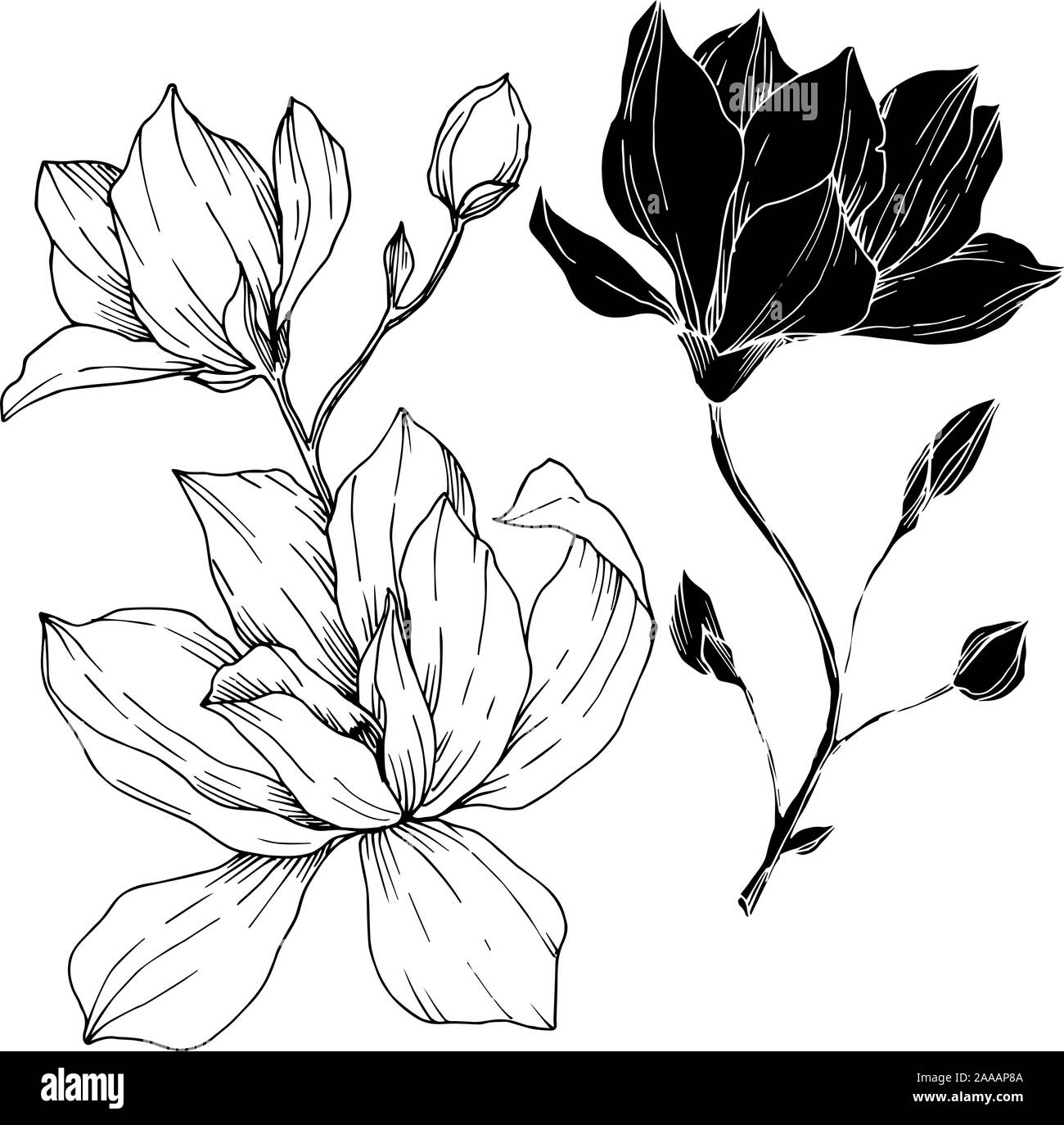 Vector Magnolia floral botanical flowers. Black and white engraved ink ...