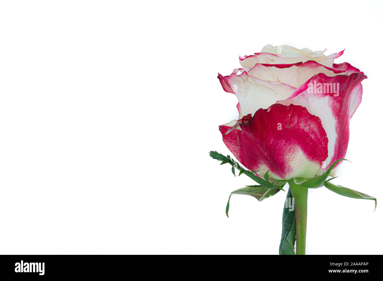 Rose flower head in Cut Out Stock Images & Pictures - Alamy