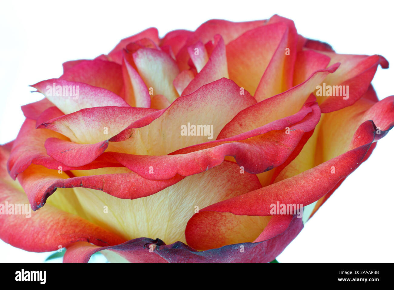 Yellow and red rose macro Stock Photo - Alamy