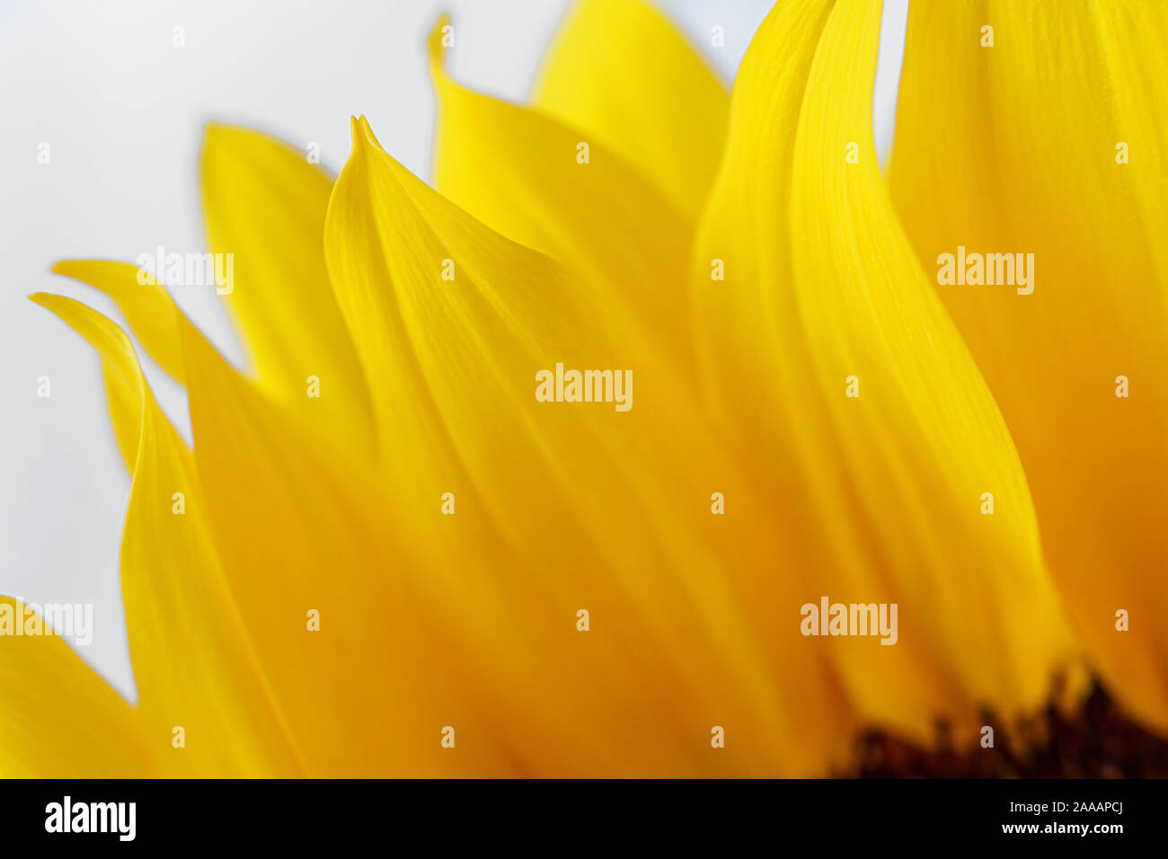 Beautiful single flower hi-res stock photography and images - Alamy