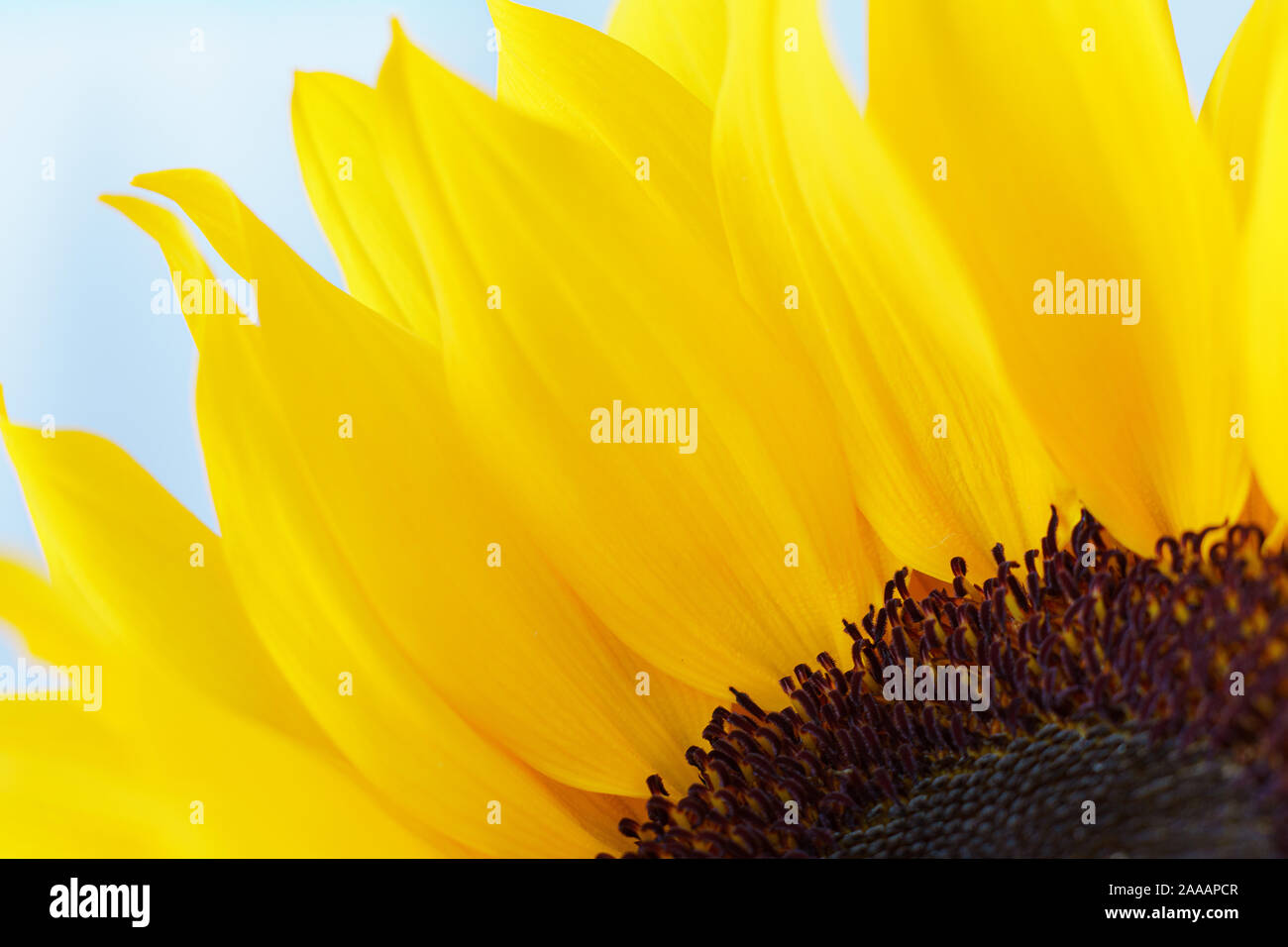 Beautiful single flower hi-res stock photography and images - Alamy