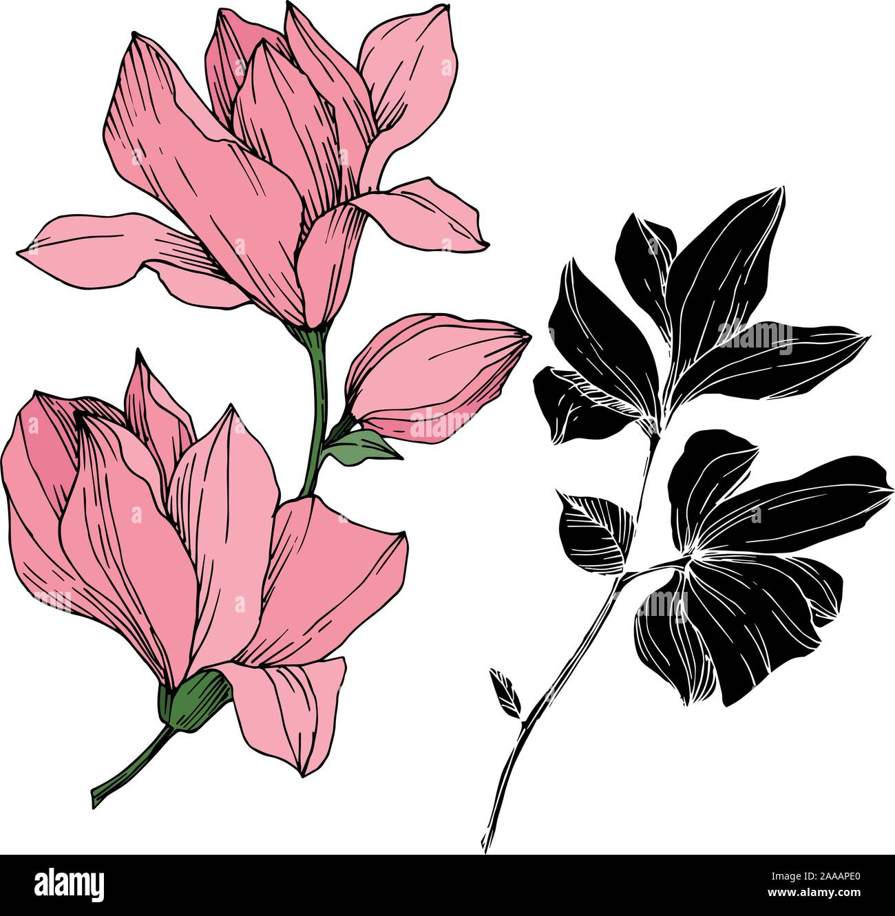 Vector Magnolia floral botanical flowers. Black and white engraved ink ...