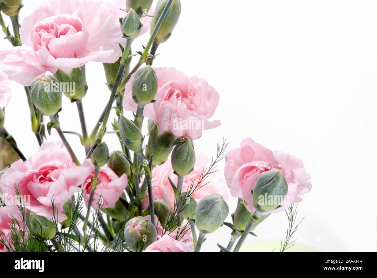 Pink carnation flowers with some unopened flower buds on a white ...