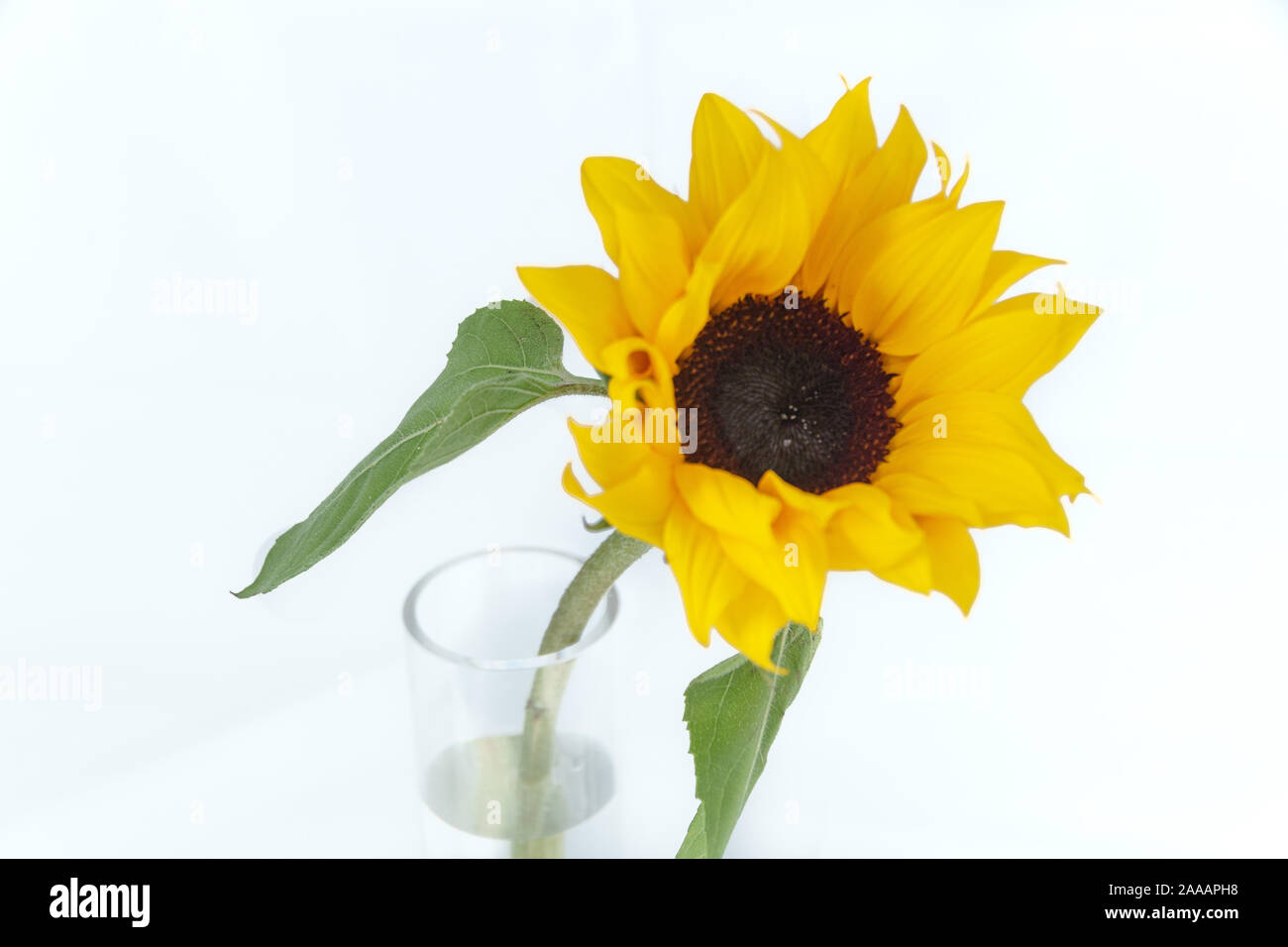 Beautiful single flower hi-res stock photography and images - Alamy