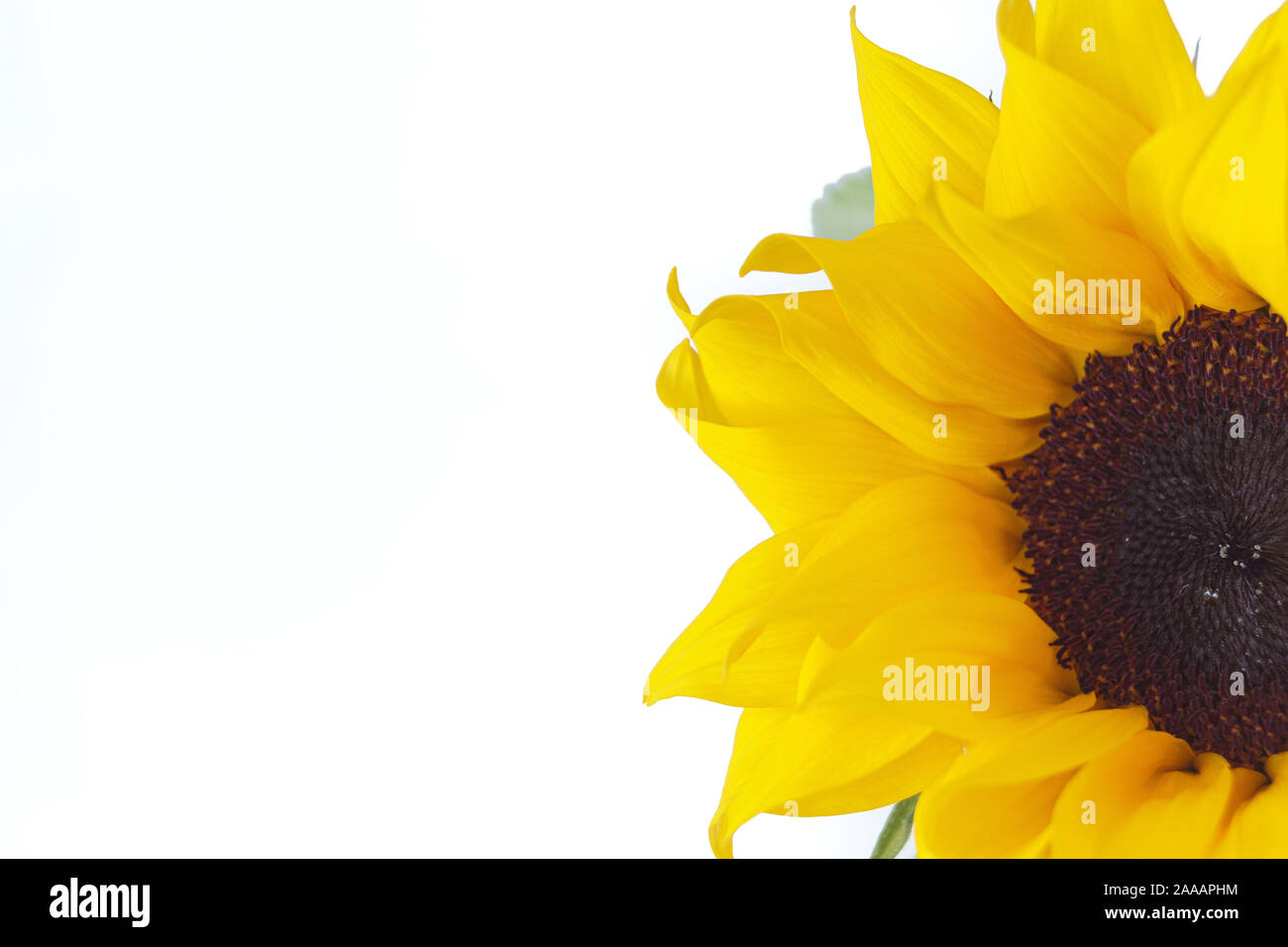 Beautiful single flower hi-res stock photography and images - Alamy