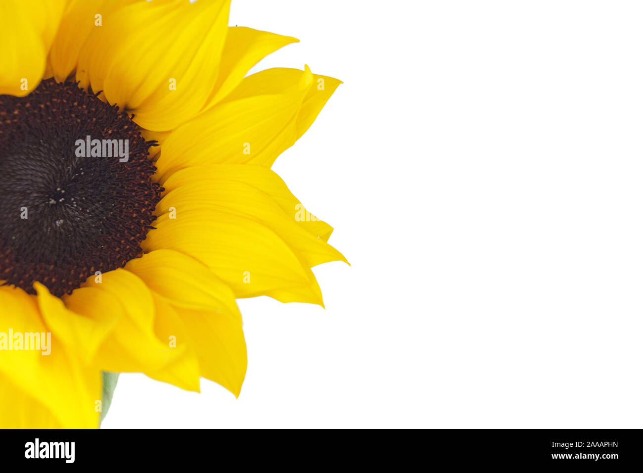 Beautiful single flower hi-res stock photography and images - Alamy