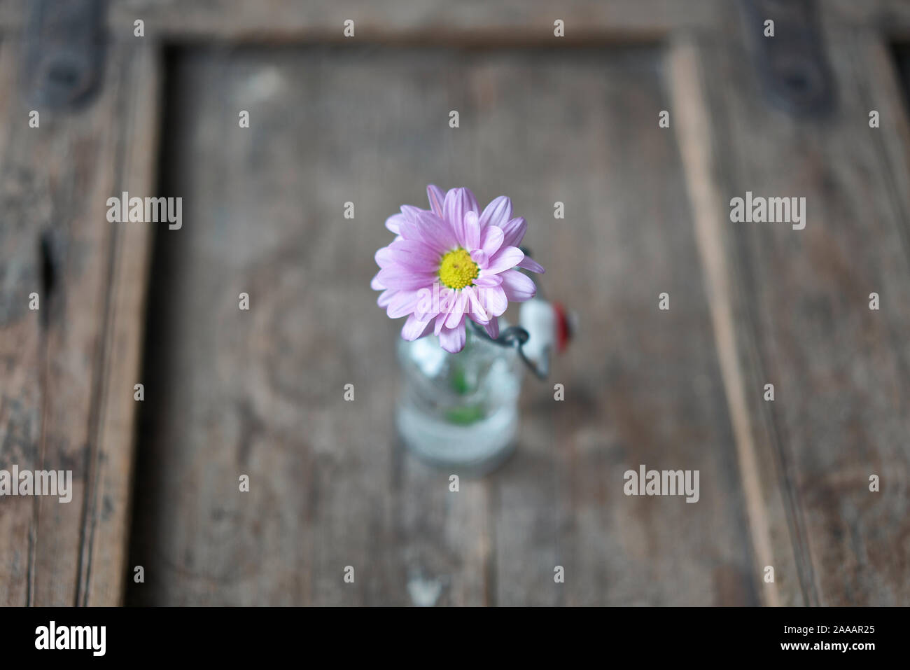 Beautiful single aster decorated in a small glass bottle on a shabby ...