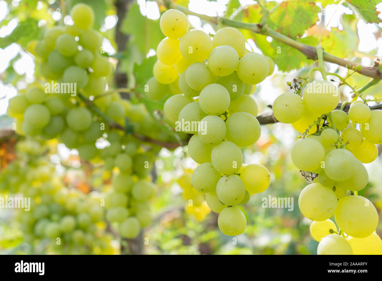 intertwined juicy fruit of grapes in a green garden Stock Photo - Alamy