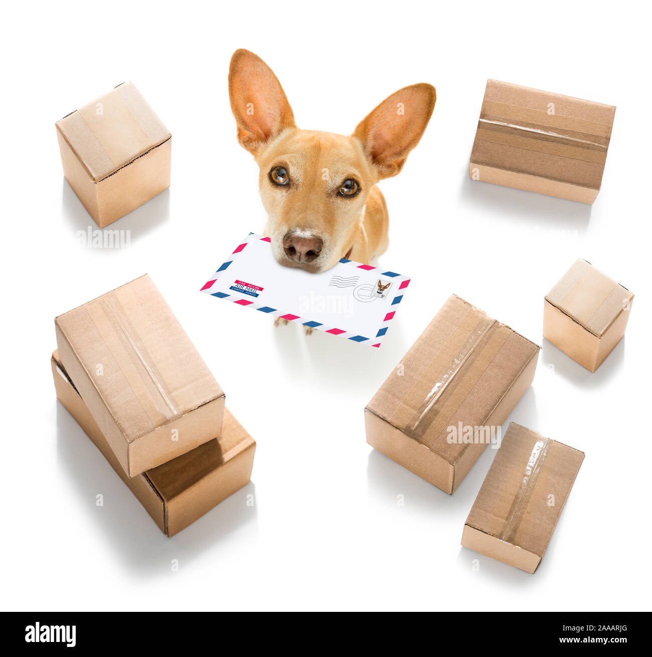 postman chihuahua dog delivering a big white blank empty envelope, with ...