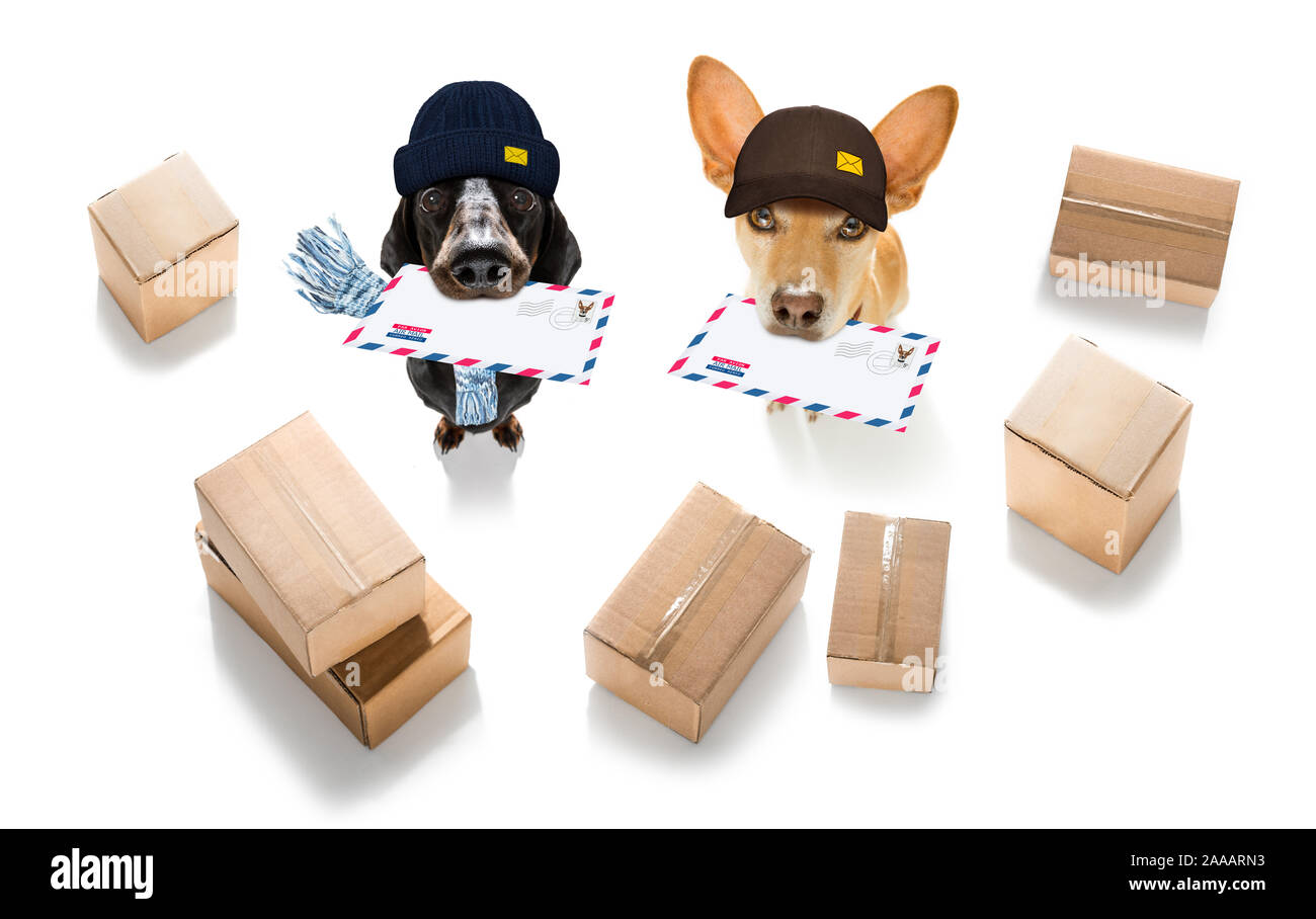postman dachshund sausage dog delivering a big white blank empty ...