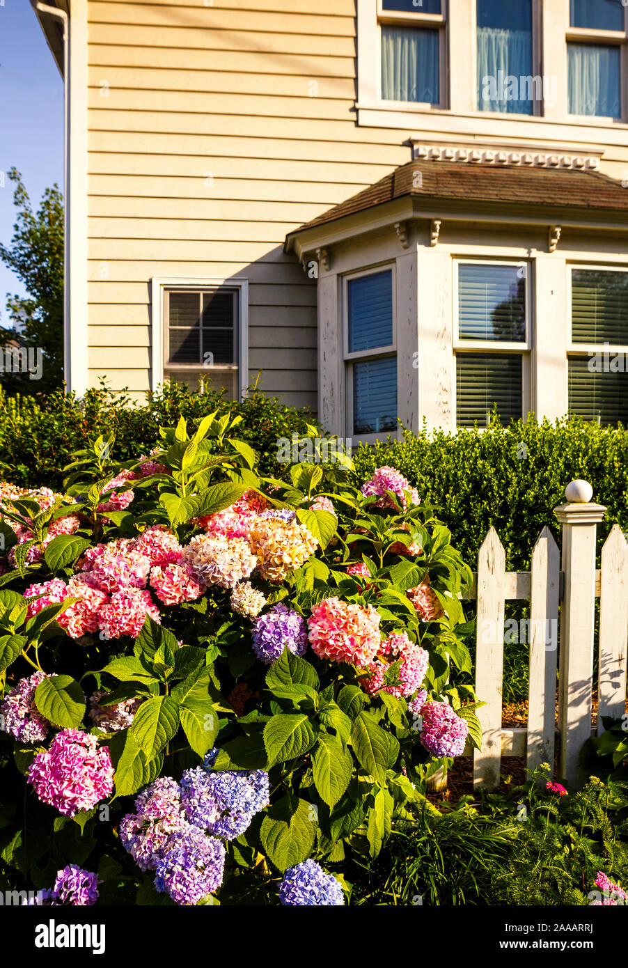 Backyard garden of a quaint home with blooming Hydrangeas Stock Photo ...