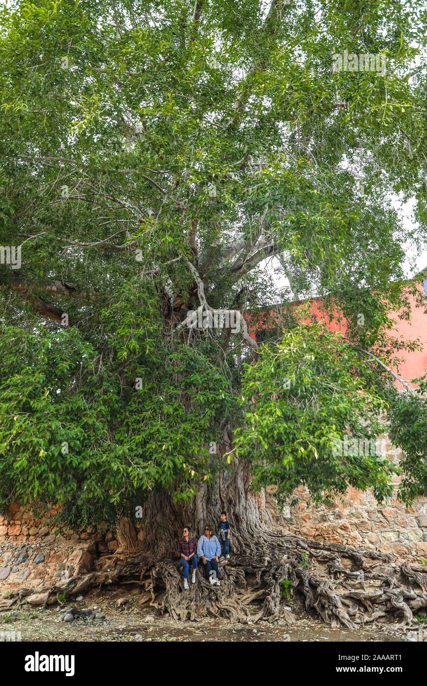 Chalate tree. Chalate tree root. The Saiba brown (Ficus crocata), is a tree belonging to the ...