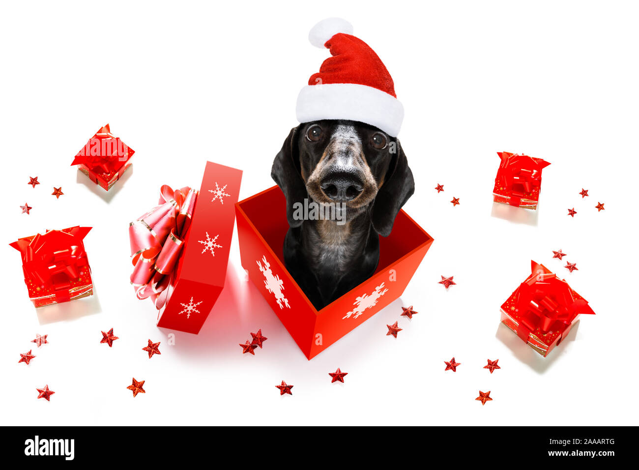christmas santa claus dachshund sausage dog as a holiday season ...