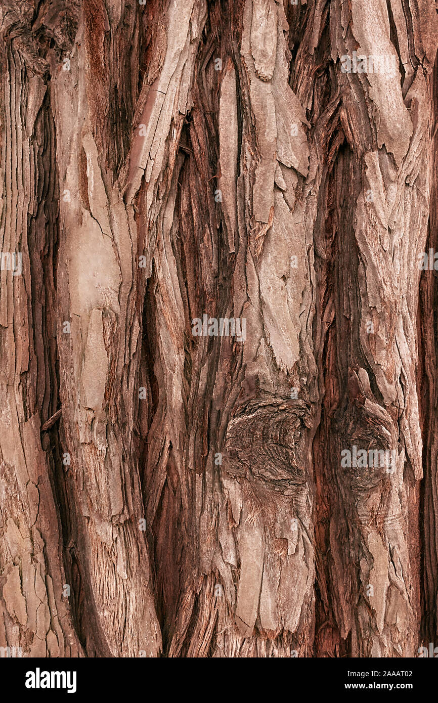 The textured bark of a young coastal redwood. Sequoia bark natural ...