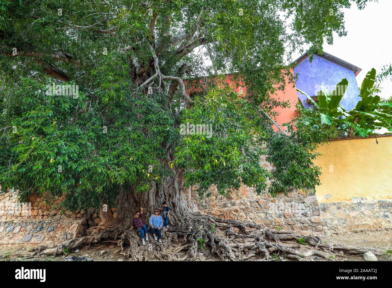 Chalate tree. Chalate tree root. The Saiba brown (Ficus crocata), is a tree belonging to the ...
