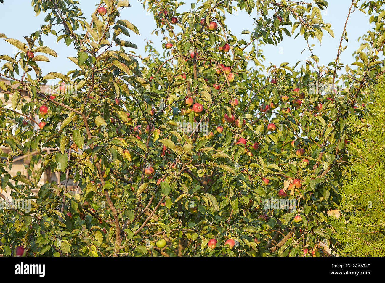 Apple tree in the orchard hi-res stock photography and images - Alamy