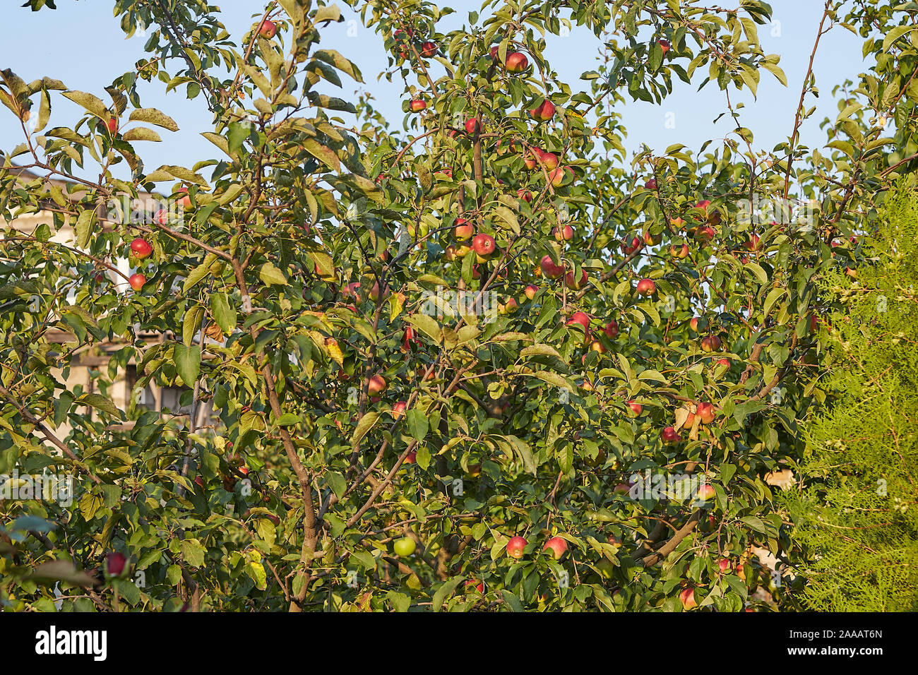 Apple tree in the orchard hi-res stock photography and images - Alamy