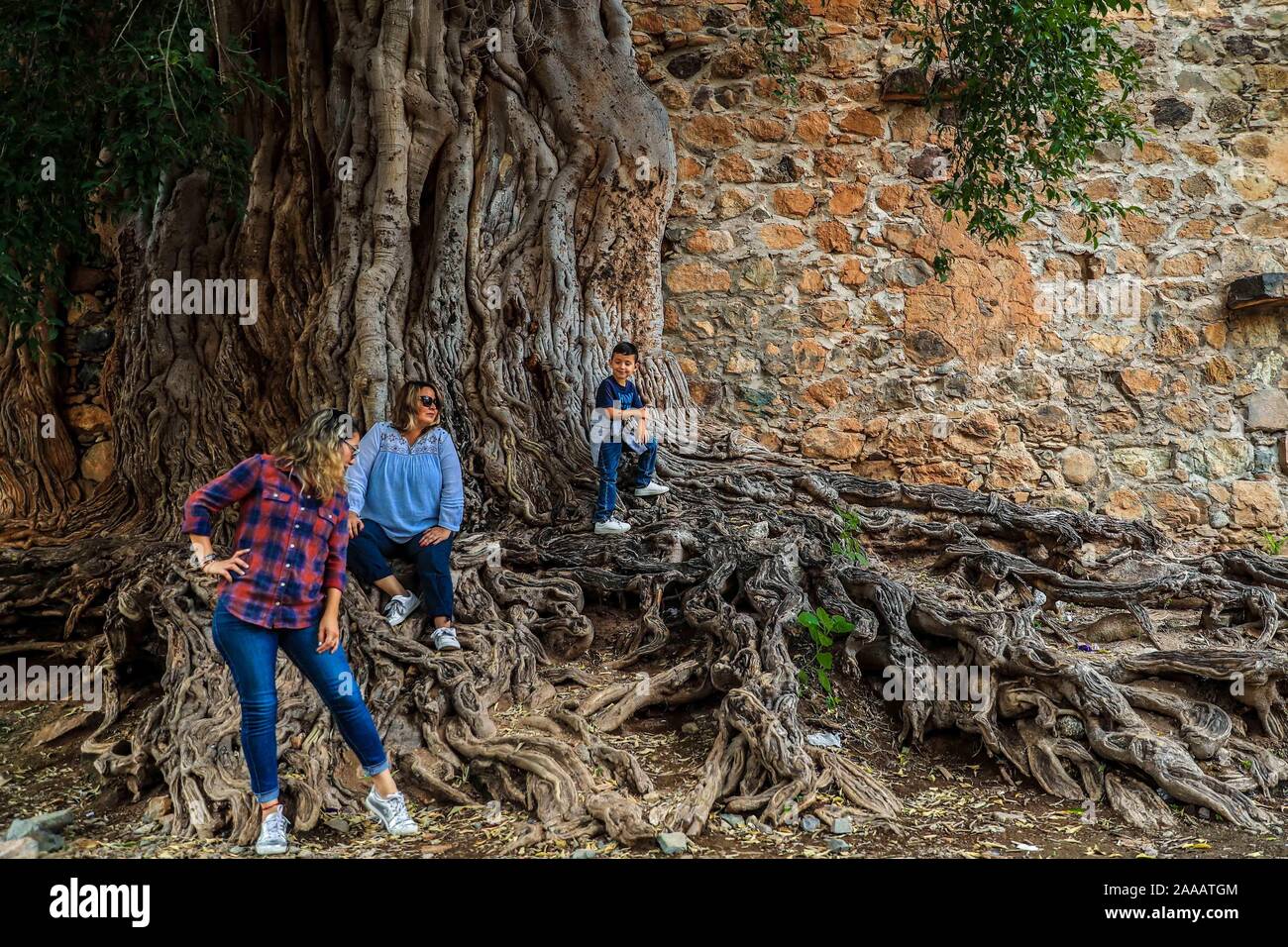 Chalate tree. Chalate tree root. The Saiba brown (Ficus crocata), is a ...