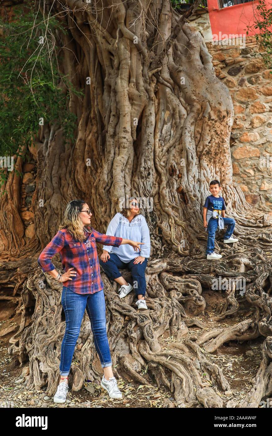 Chalate tree. Chalate tree root. The Saiba brown (Ficus crocata), is a ...