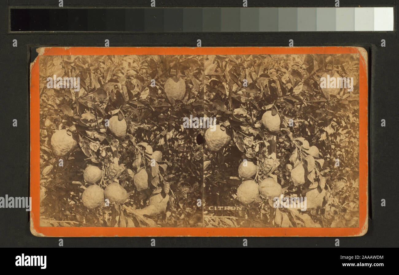 Citron. [Orange tree with fruit.]; Citron. [Orange tree with fruit ...