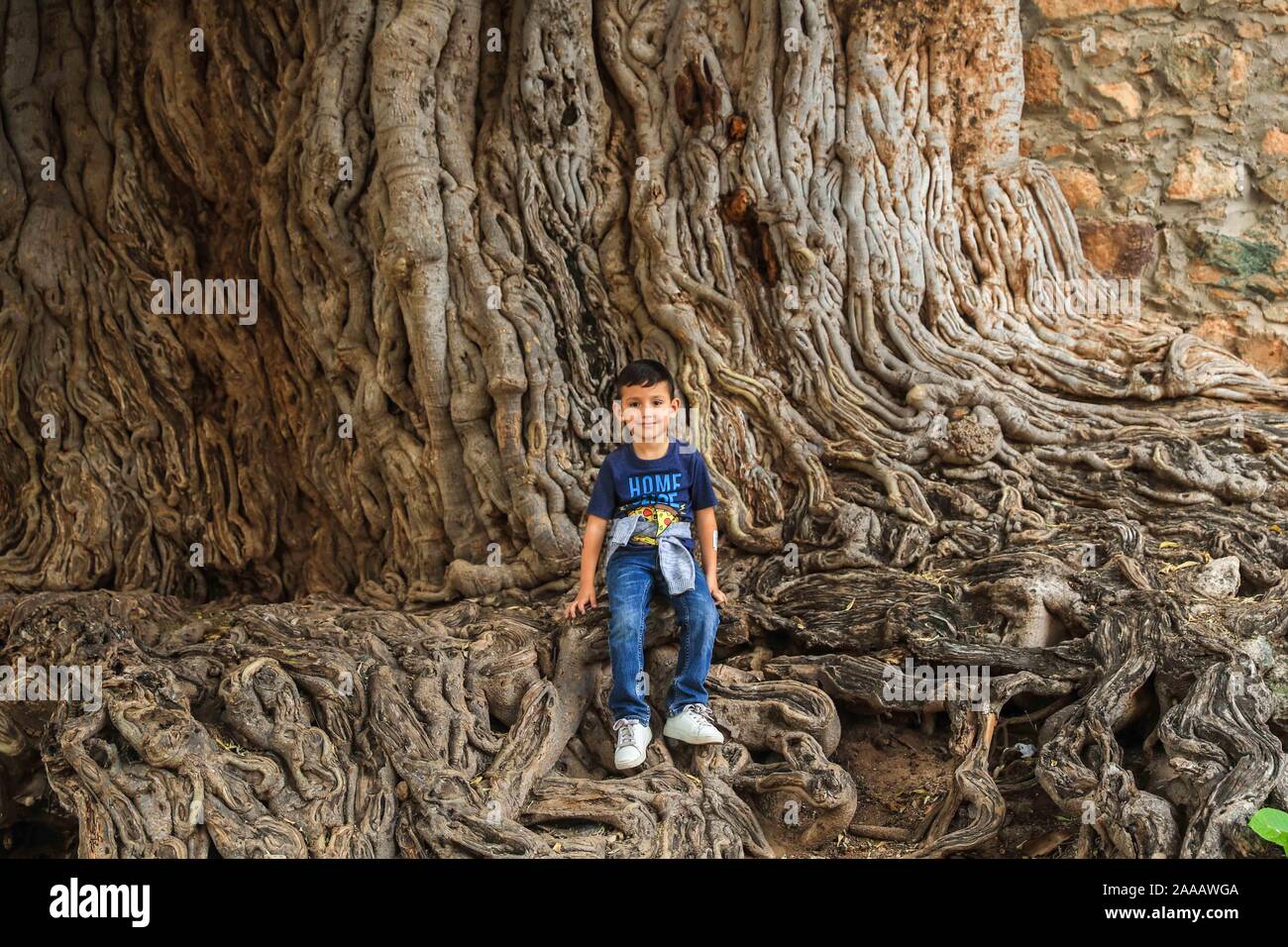 Chalate tree. Chalate tree root. The Saiba brown (Ficus crocata), is a ...