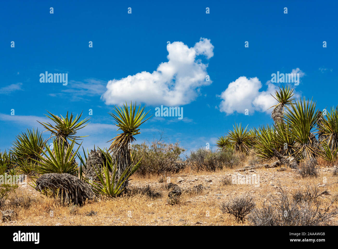 Yucca plants on a hill hi-res stock photography and images - Alamy