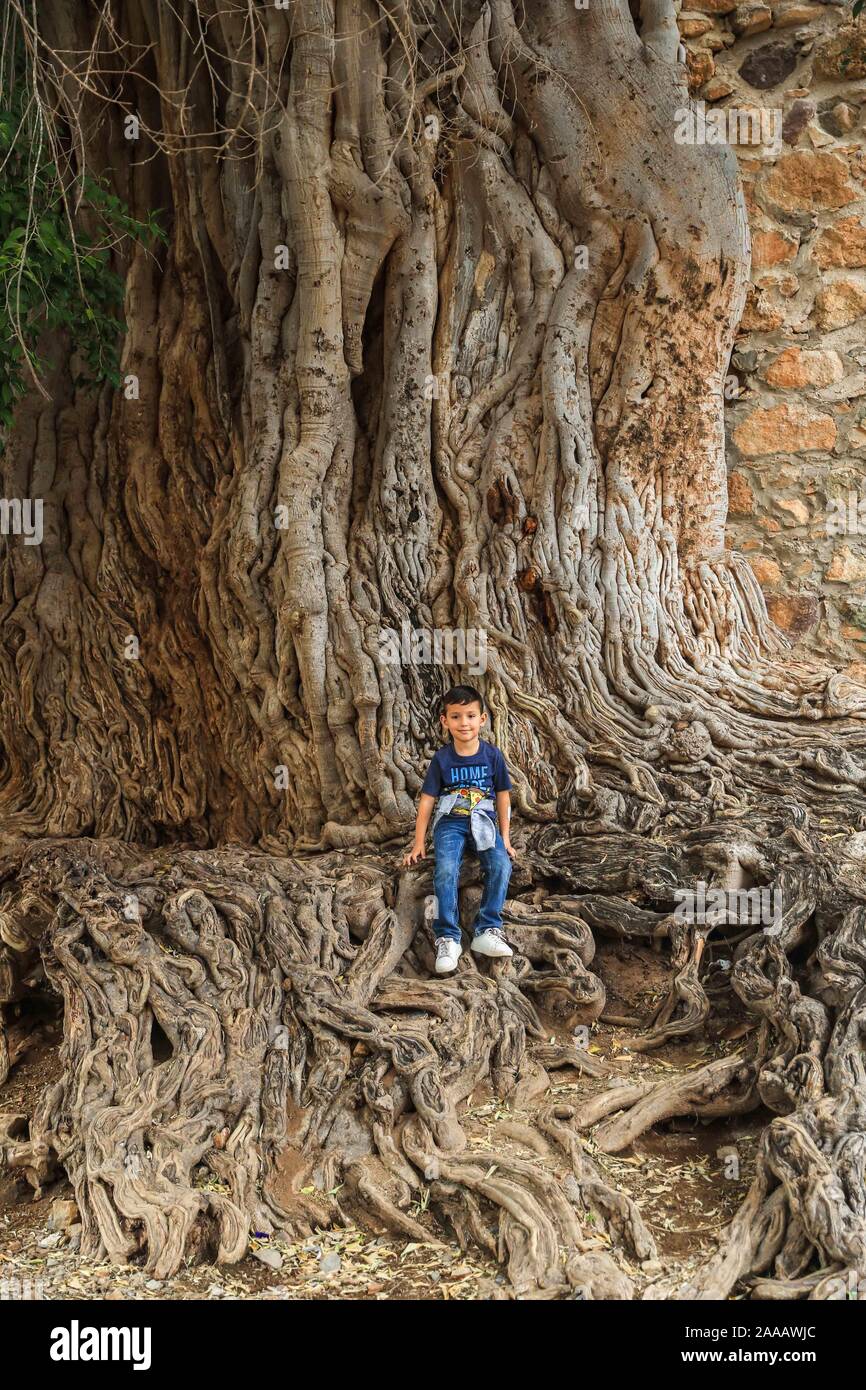 Chalate tree. Chalate tree root. The Saiba brown (Ficus crocata), is a ...