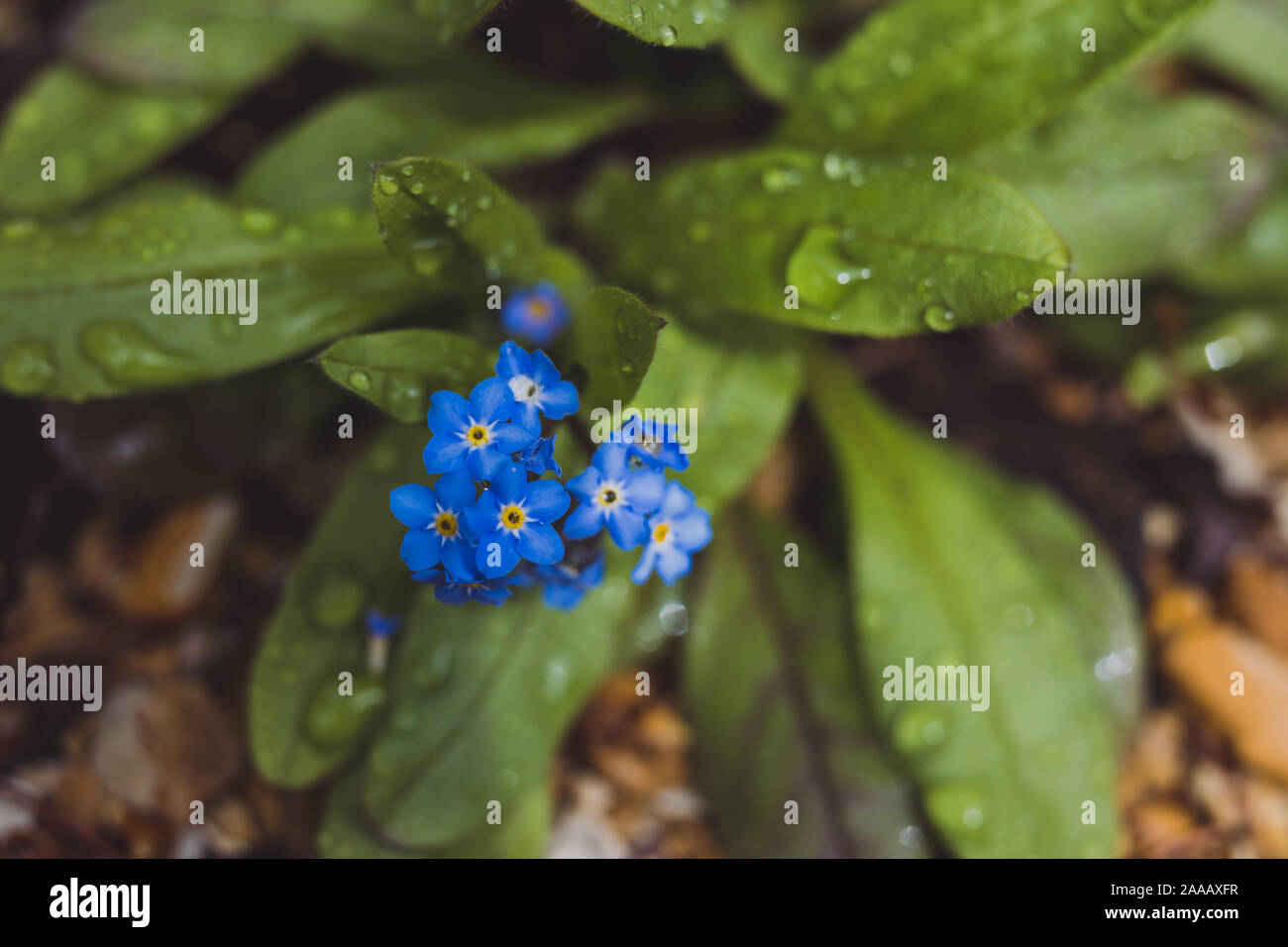 close-up of forget-me-not plant with blue flowers outdoor in sunny ...