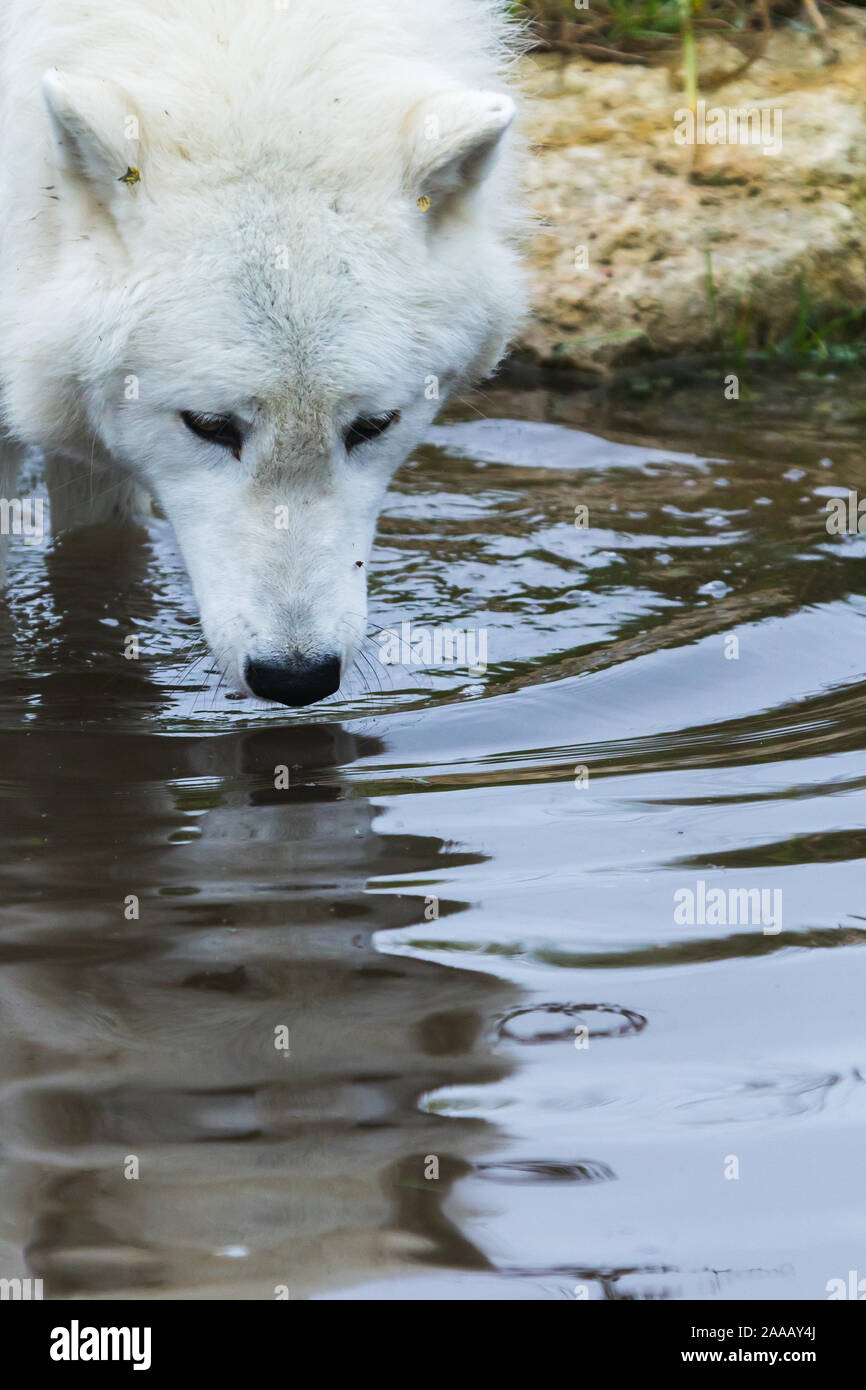 White coated captive Artic Wolf (Canis Lupus Arctos) also known as a ...