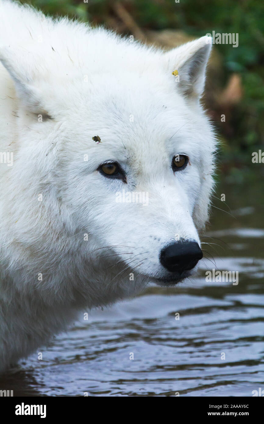 White coated captive Artic Wolf (Canis Lupus Arctos) also known as a ...