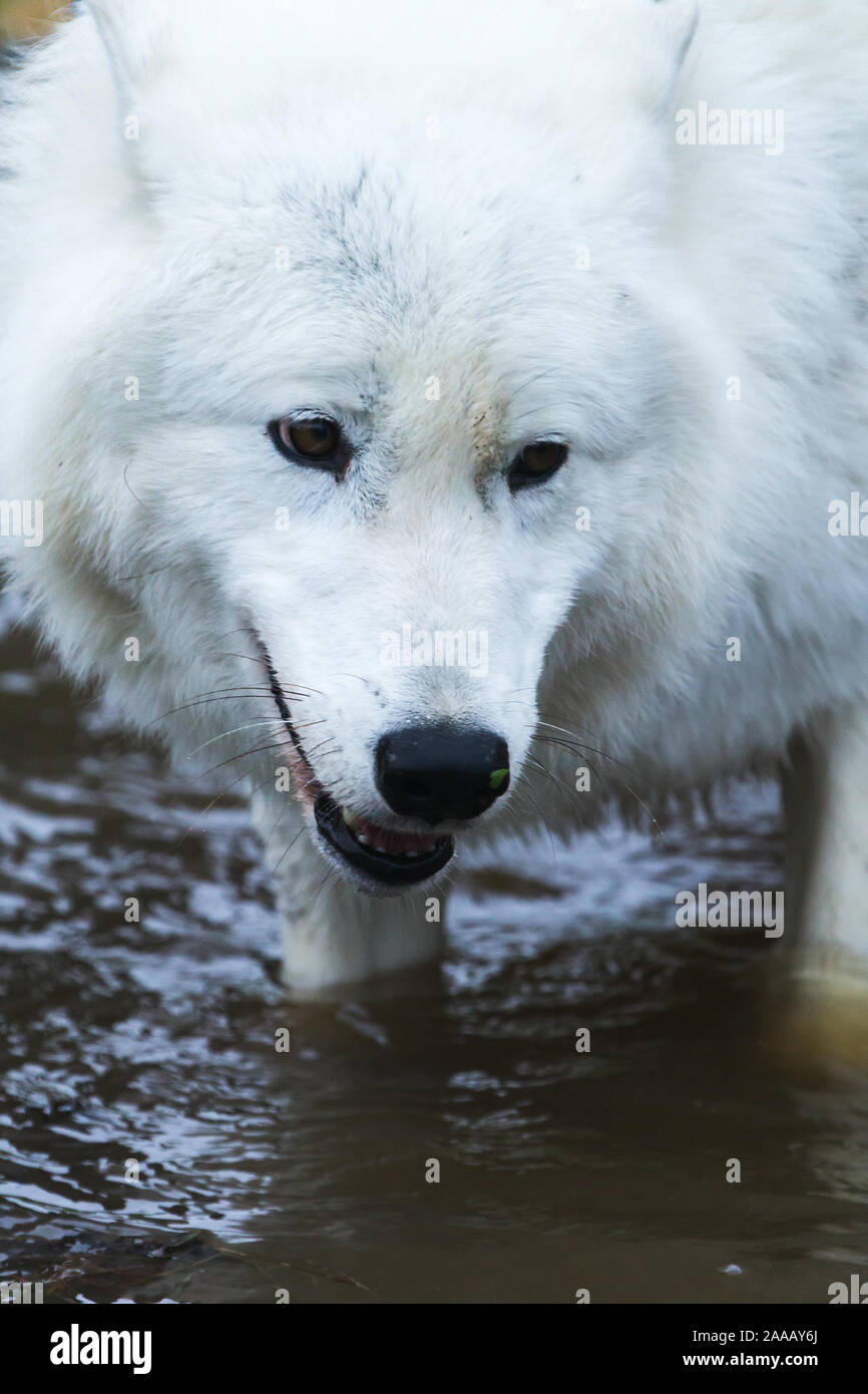White coated captive Artic Wolf (Canis Lupus Arctos) also known as a ...