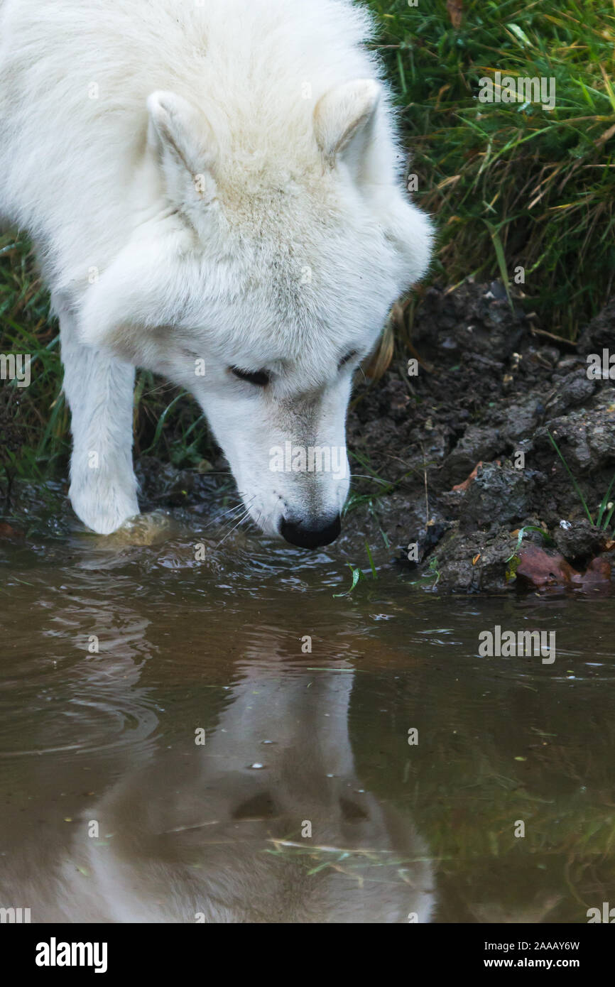 White coated captive Artic Wolf (Canis Lupus Arctos) also known as a ...