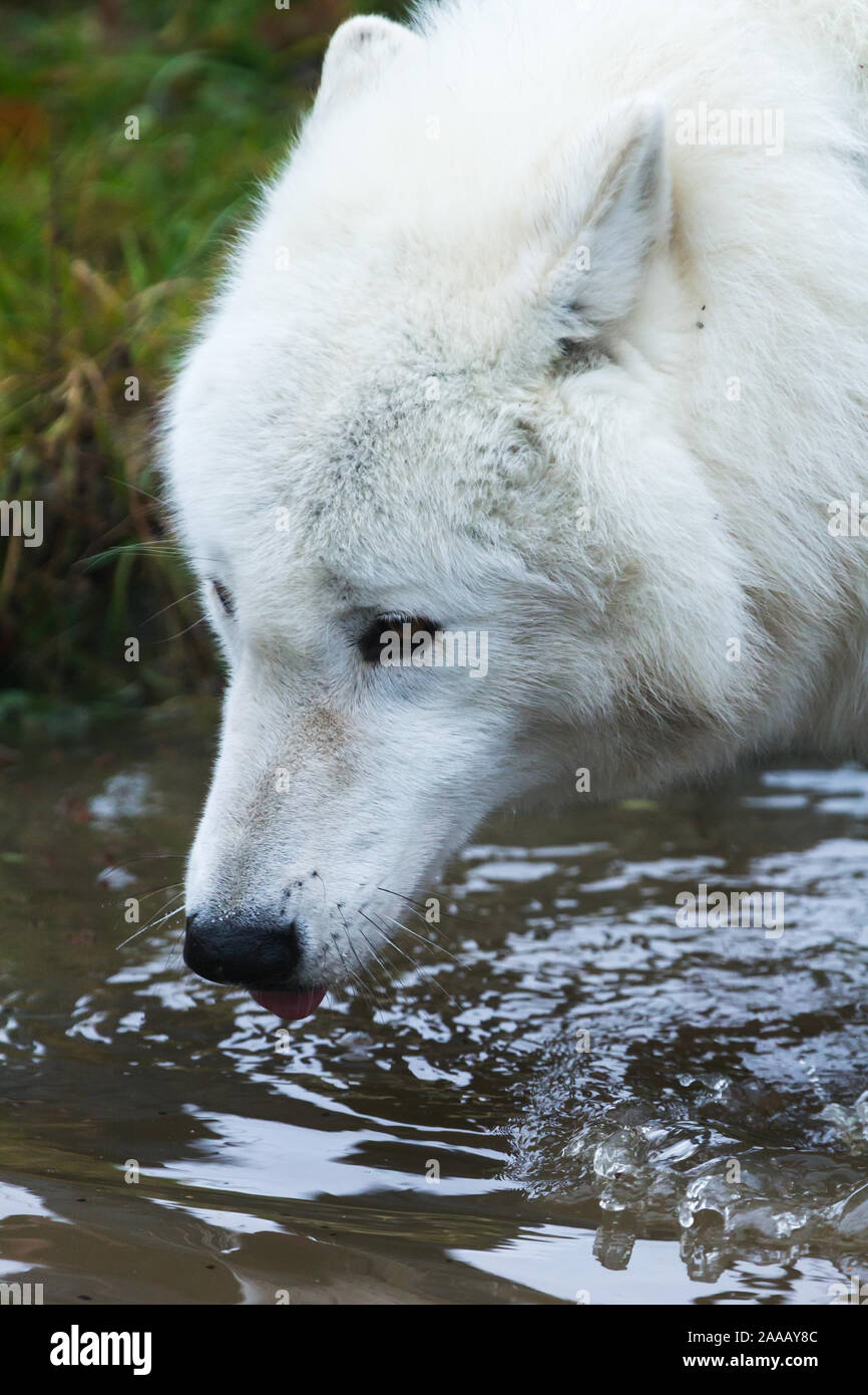 White coated captive Artic Wolf (Canis Lupus Arctos) also known as a ...