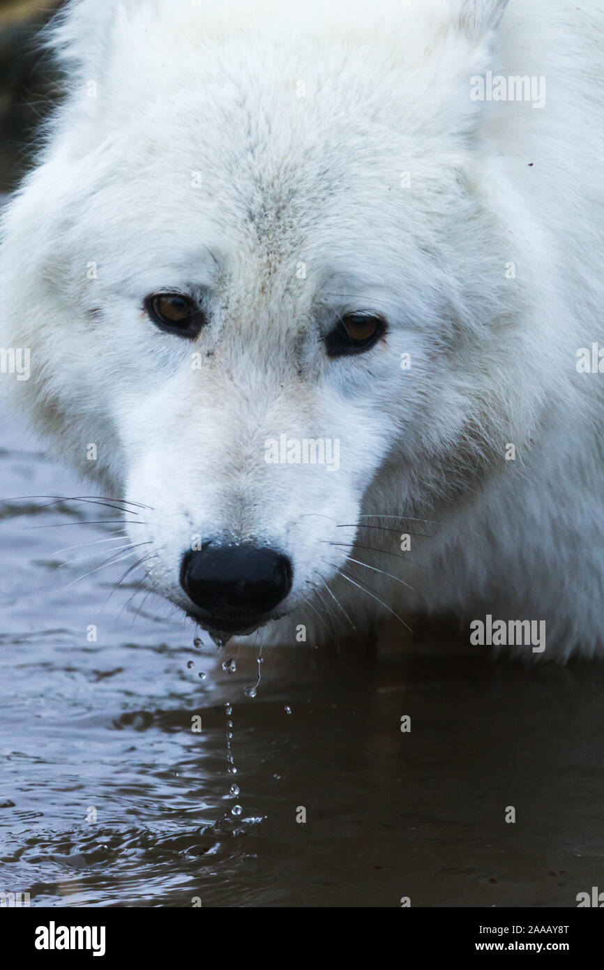 White coated captive Artic Wolf (Canis Lupus Arctos) also known as a ...