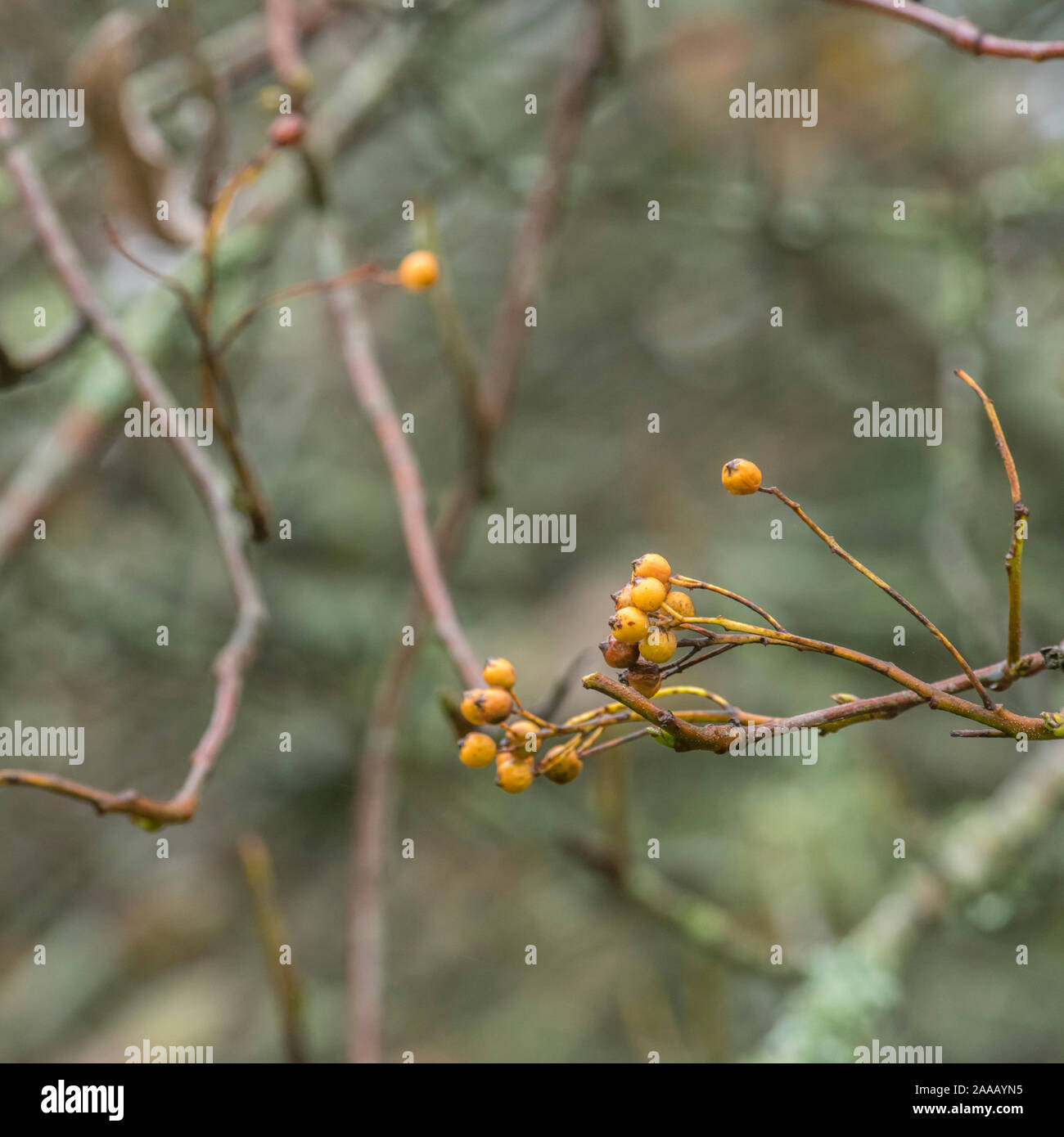 Common whitebeam fruits hi-res stock photography and images - Alamy