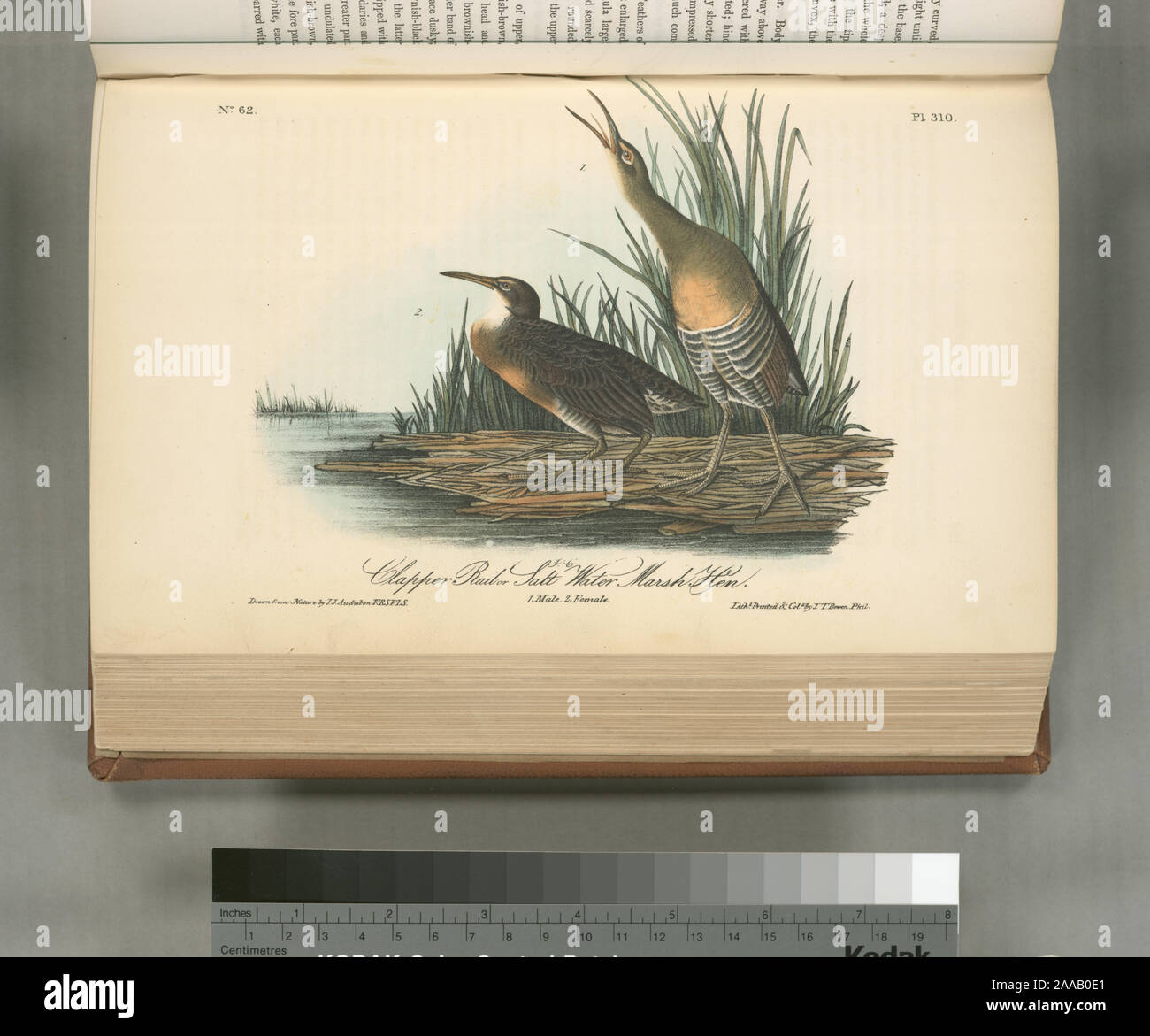 Rallus crepitans.; Clapper Rail, or Salt-water Marsh Hen. 1. Male. 2 ...