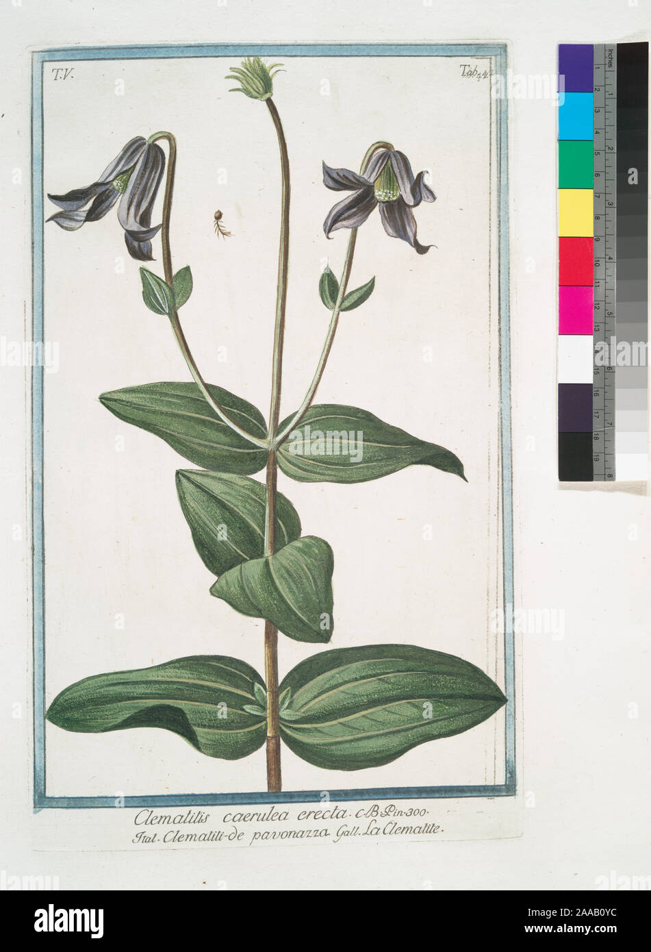 Title page of vols. 2-5: Hortus Romanus secundum systema Turnefortii a ...