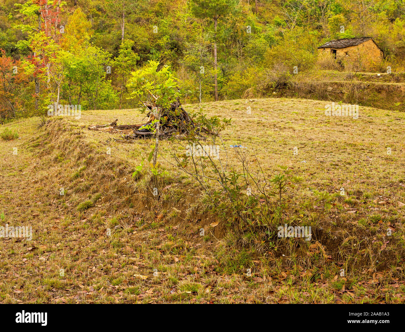 Panar leopard hi-res stock photography and images - Alamy