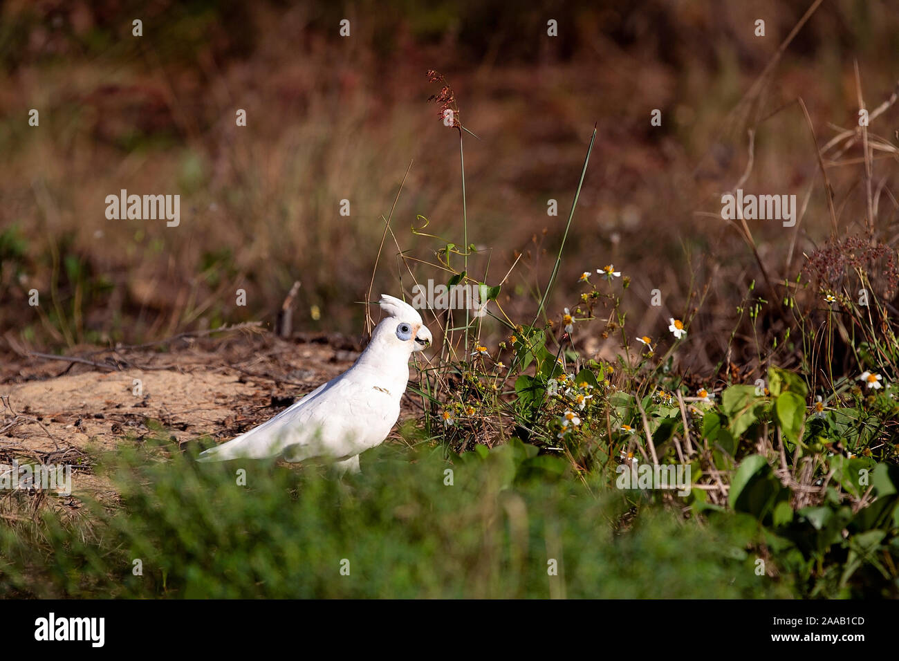 Sulphur-crested white cockatoo hiding in the grass Stock Photo - Alamy