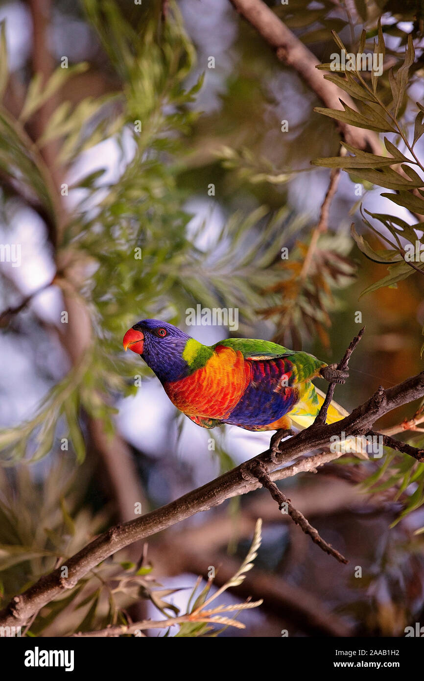 Common australian bush bird hi-res stock photography and images - Alamy