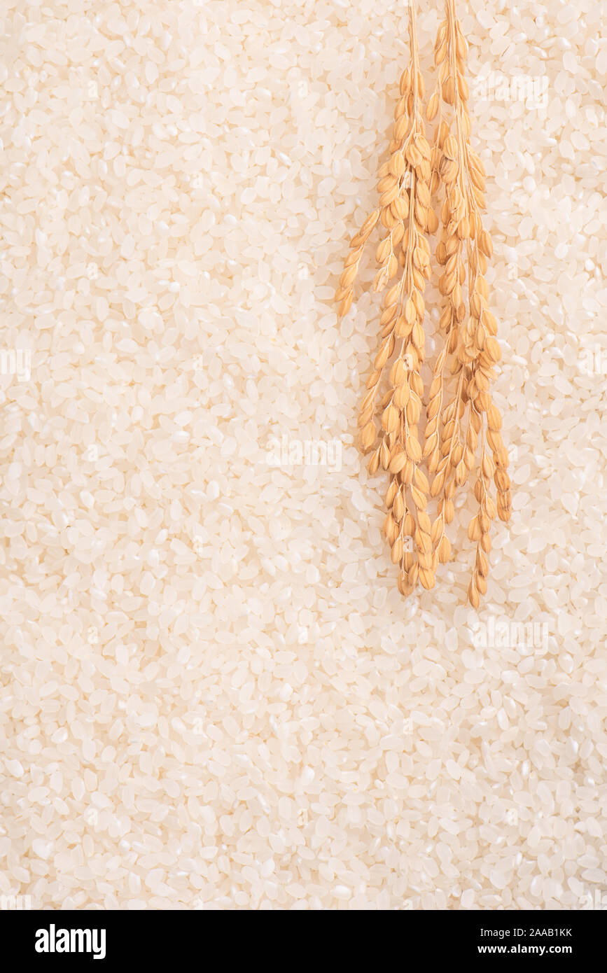 Raw white polished milled edible rice crop on white background in brown ...