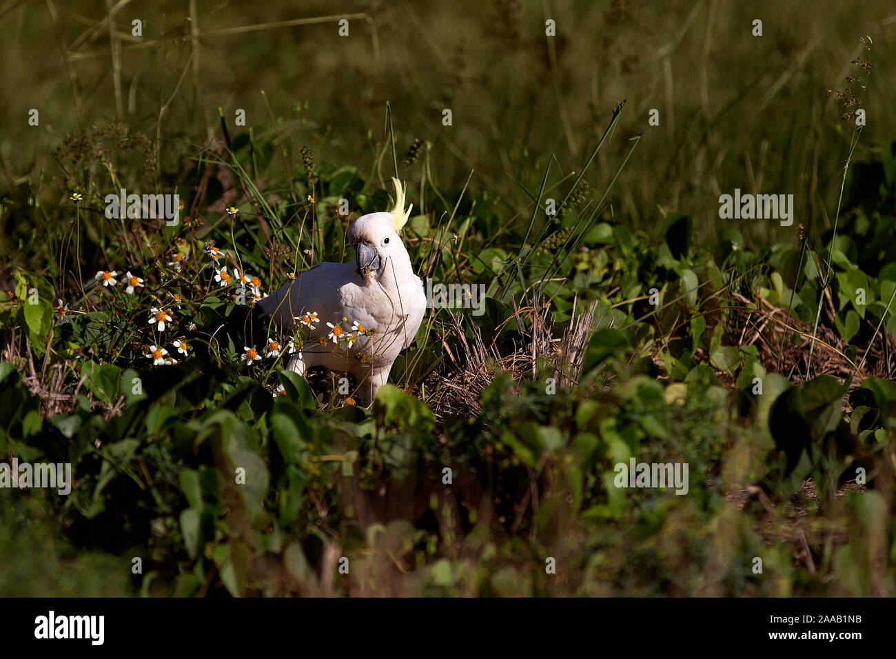 Sulphur-crested white cockatoo hiding in the grass Stock Photo - Alamy
