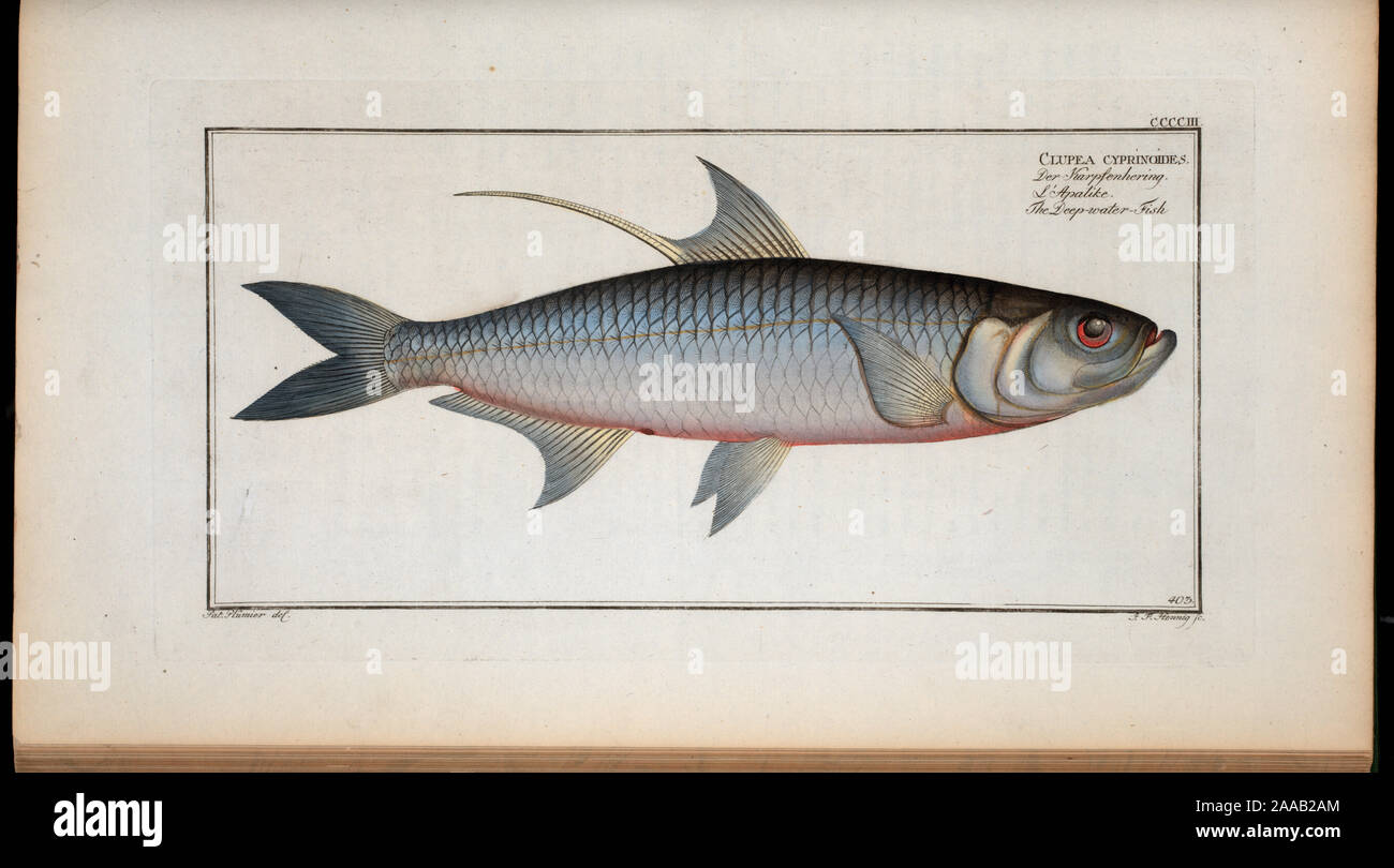 Fish species clupea hi-res stock photography and images - Alamy