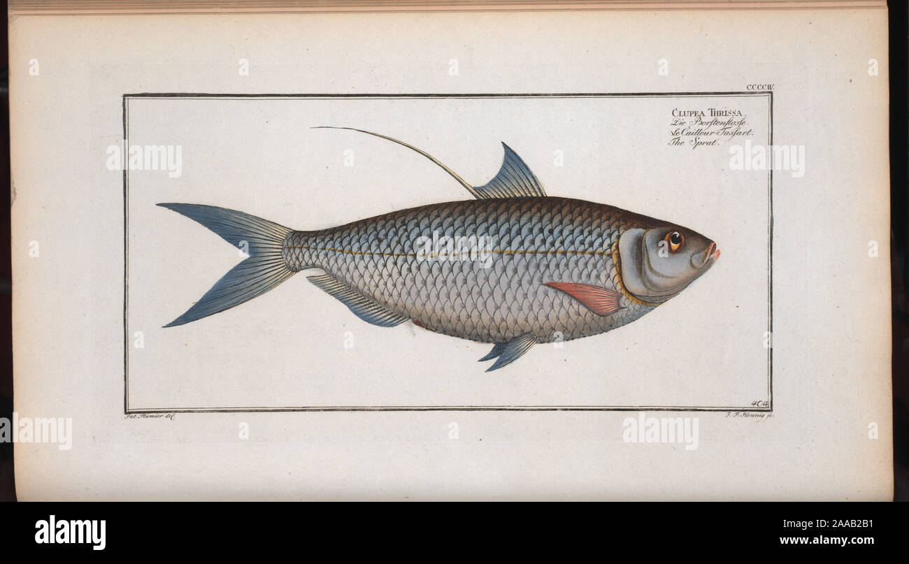Fish species clupea hi-res stock photography and images - Alamy