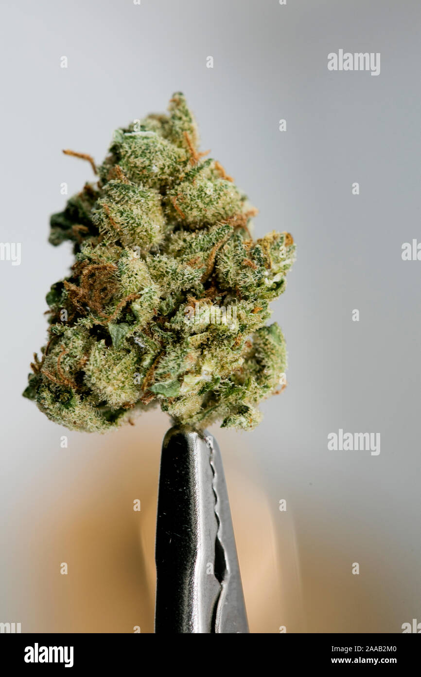 Cannabis bud super lemon haze macro background fifty megapixels Stock ...