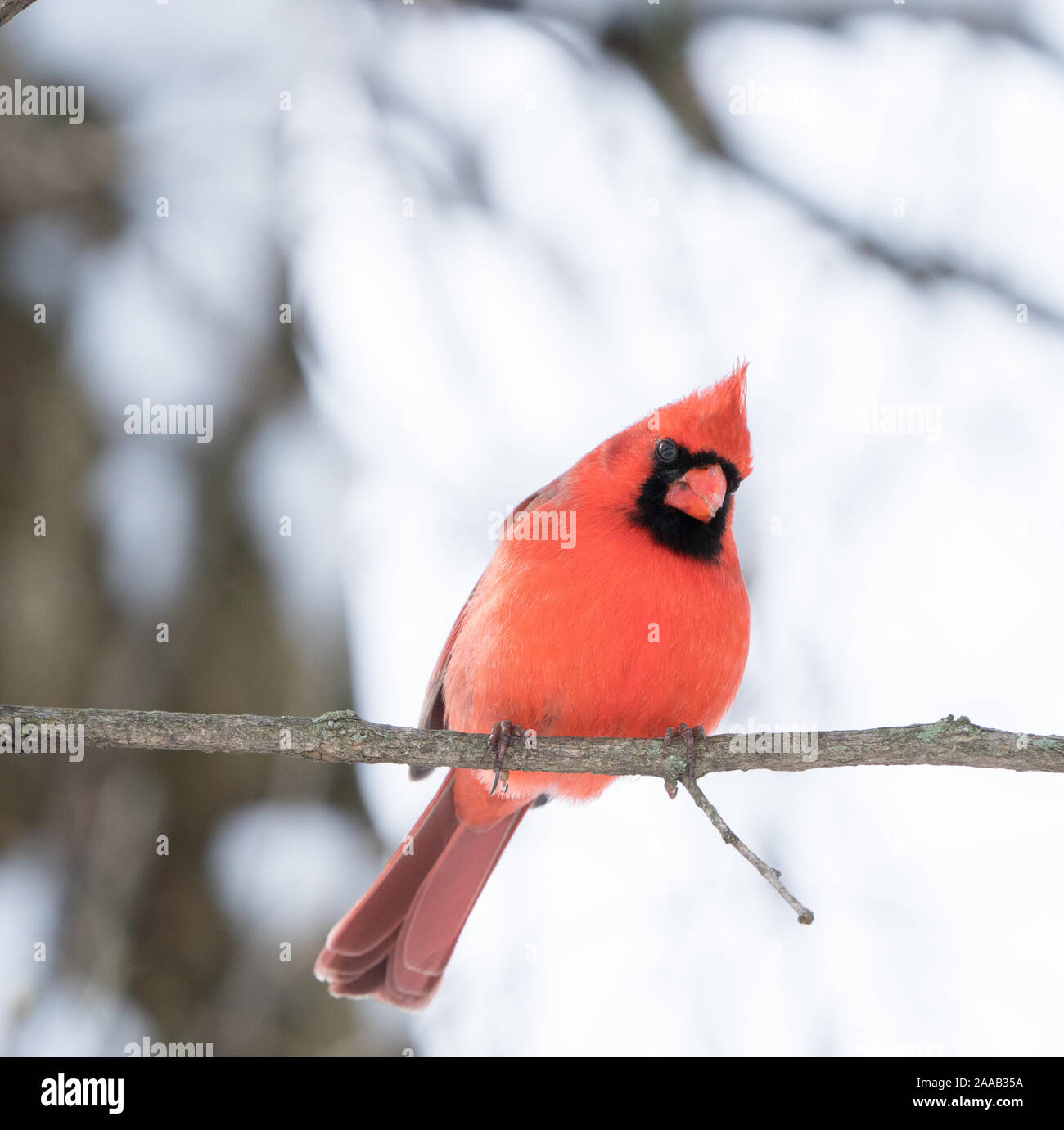 A beautiful male Northern Cardinal (Cardinalis cardinalis) on tree ...